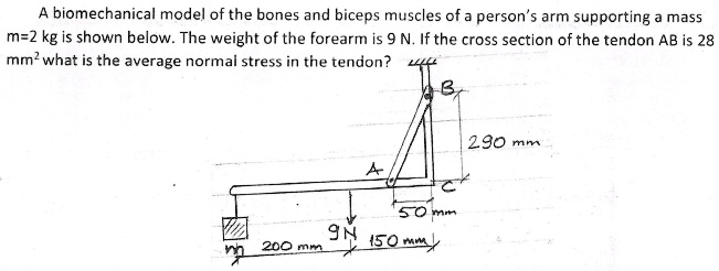 a biomechanical model of the bones and biceps muscles of a persons arm ...