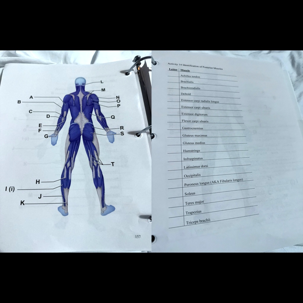 SOLVED: Activity 14: Identification of Posterior Muscles Peroneus ...