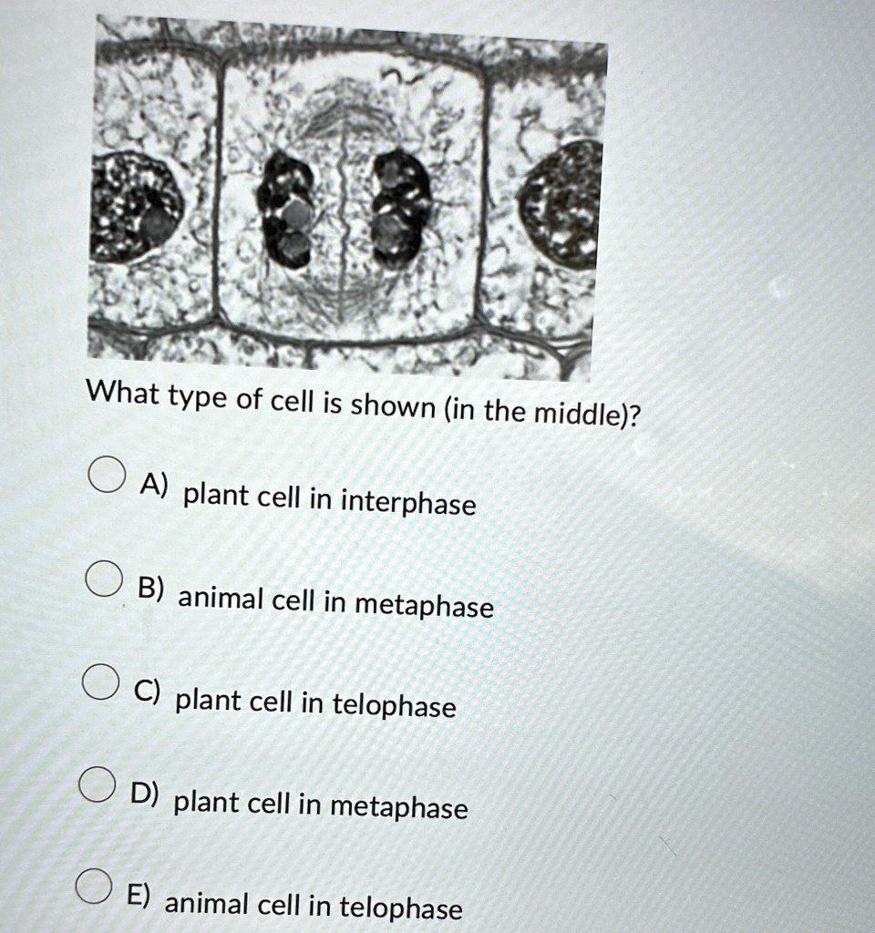 what type of cell is shown in the middle a plant cell in interphase b ...