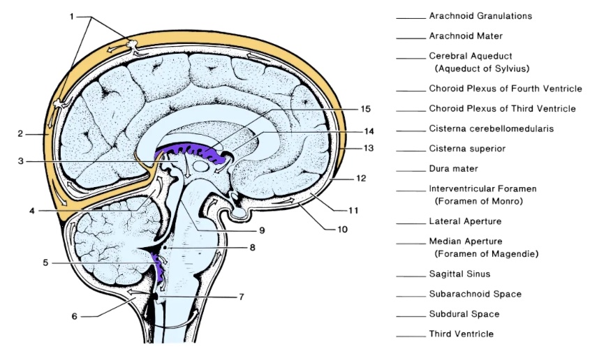 Arachnoid Granulations Arachnoid Mater Cerebral Aqueduct (Aqueduct of ...