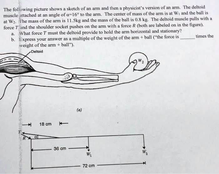 SOLVED: The following picture shows a sketch of an arm and then a ...