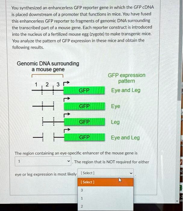 SOLVED: You synthesized an enhancerless GFP reporter gene in which the ...