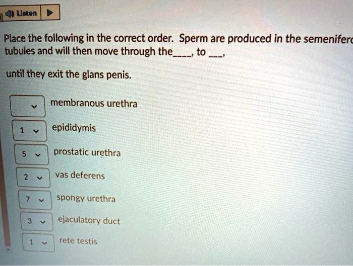 SOLVED: Place the following in the correct order. Sperm are produced in the seminiferous tubules ...