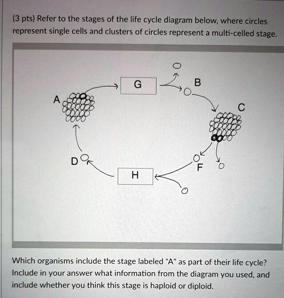 SOLVED: (3 pts) Refer to the stages of the life cycle diagram below ...