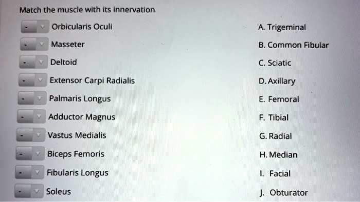 Match the muscle with its innervation Orbicularis Oculi A. Trigeminal ...