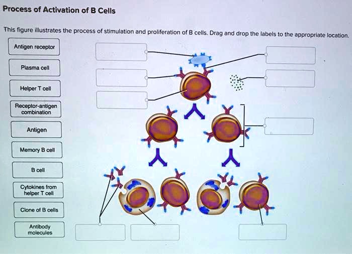 Process of Activation of B Cells This figure illustrates the process of ...