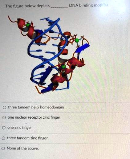 SOLVED: The figure below depicts DNA binding motif, three tandem helix ...