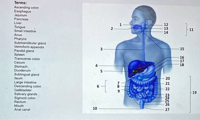 Terms: Ascending colon Esophagus Jejunum Pancreas Liver Tongue Small ...
