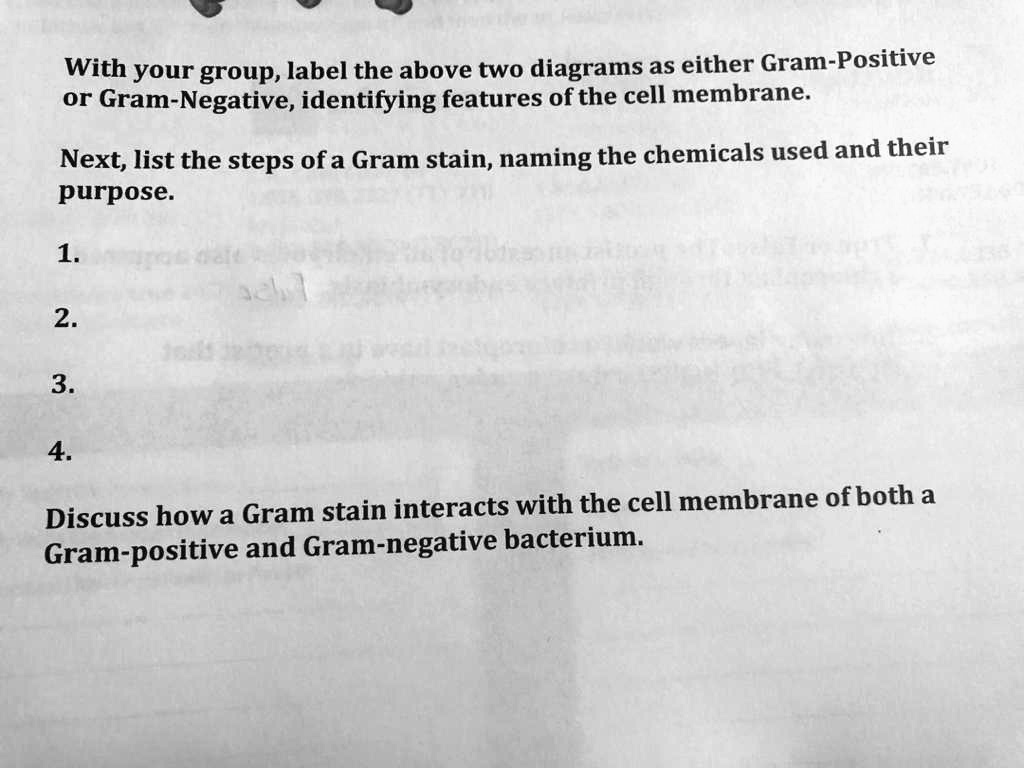 with your group label the above two diagrams as either gram positive or ...
