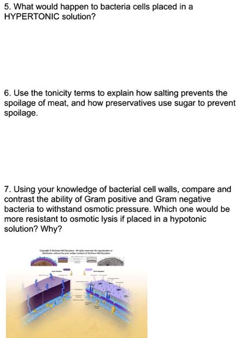 SOLVED: 5. What would happen to bacteria cells placed in a HYPERTONIC ...