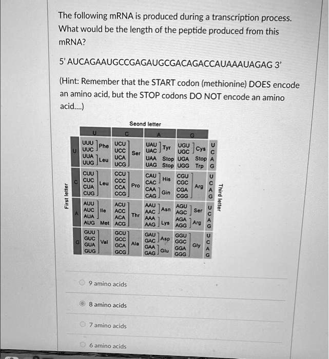 SOLVED: The following mRNA is produced during a transcription process ...
