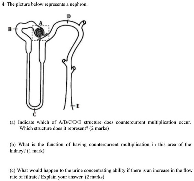 4. The picture below represents a nephron. D A B +E (a) Indicate which ...