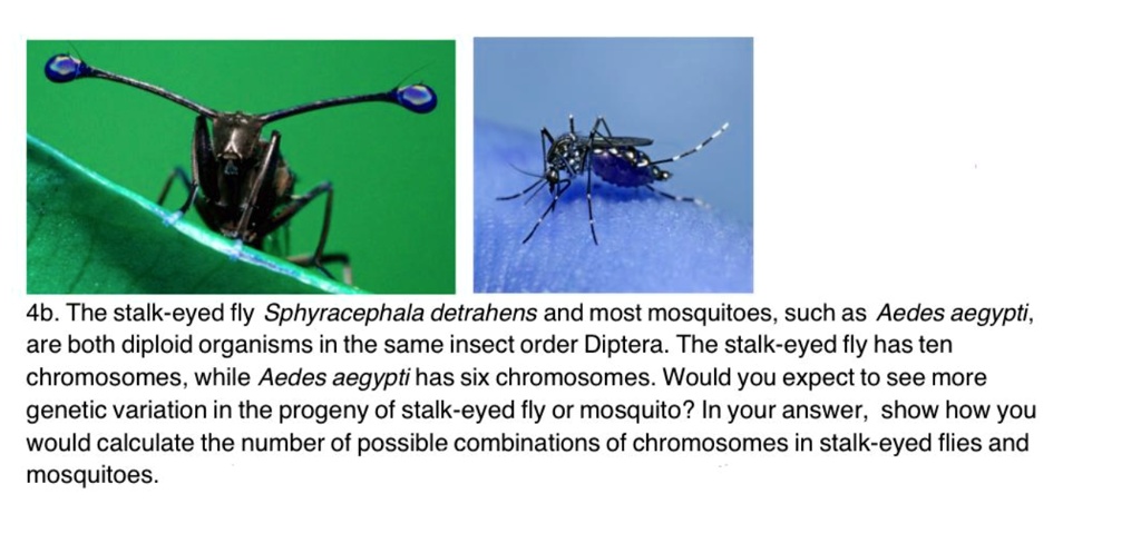 4b. The stalk-eyed fly Sphyracephala detrahens and most...