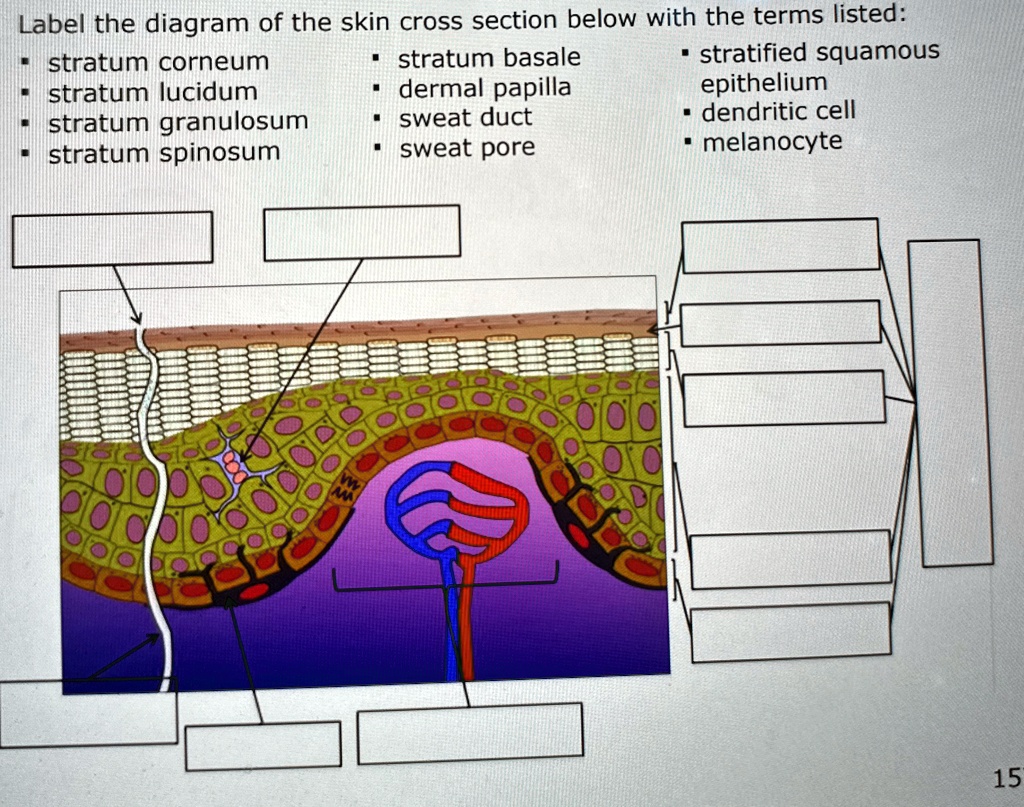 label the diagram of the skin cross section below with the terms listed ...