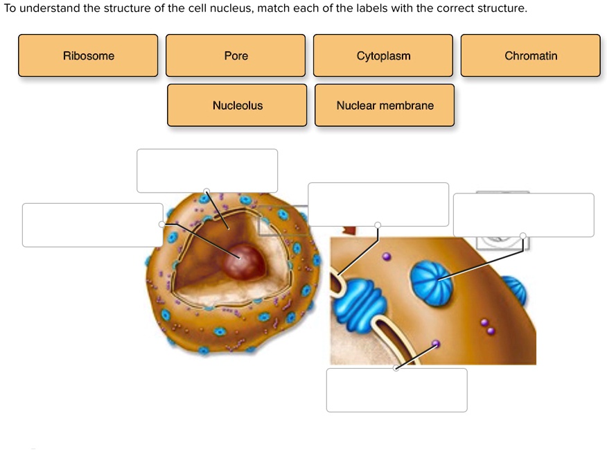To understand the structure of the cell nucleus, match each of the ...