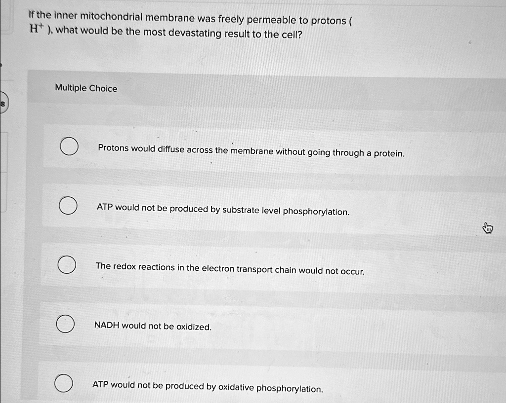 If the inner mitochondrial membrane was freely permeable to protons (H+ ...