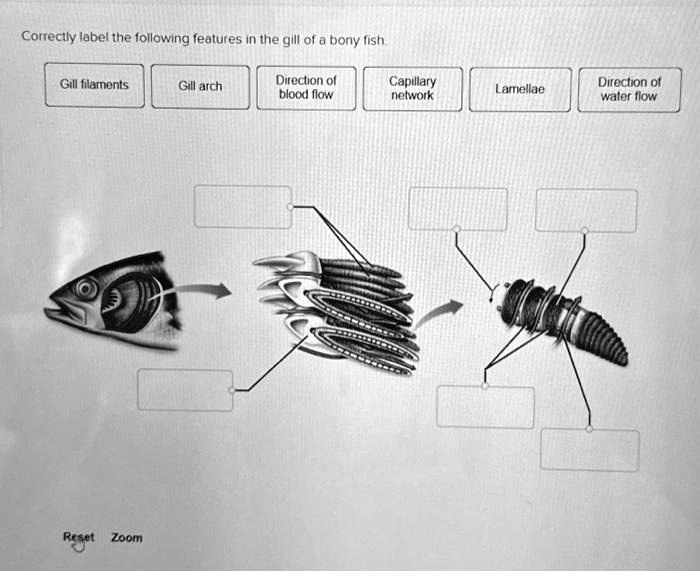 SOLVED: Texts: Please help me correctly label the diagram. Correctly ...