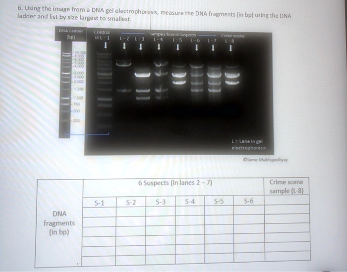 6. Using the image from a DNA gel electrophoresis, measure the DNA ...