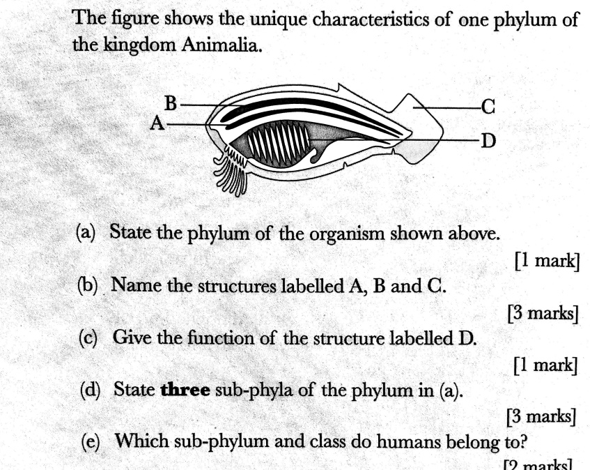 SOLVED:The figure shows the unique characteristics of one phylum of the ...