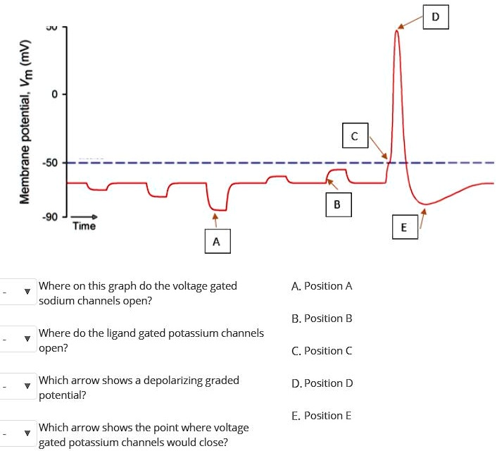[GET ANSWER] eexplain which is correct and why please and thank you ...