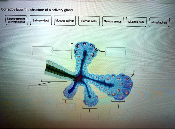 Correctly label the structure of a salivary gland. Serous demilune on ...