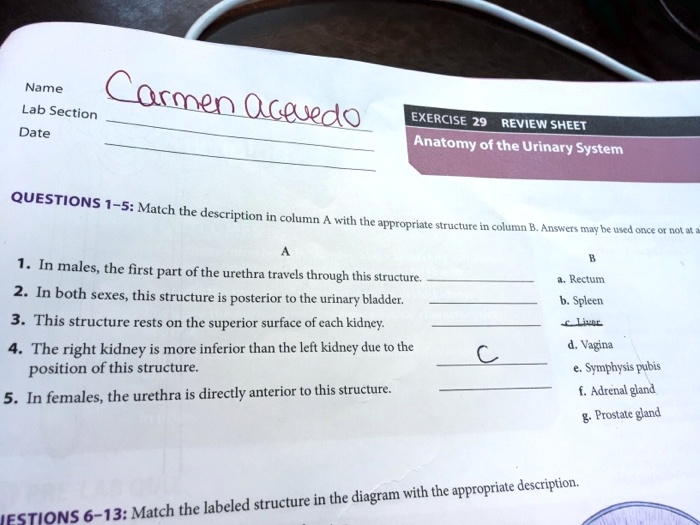 Name Lab Section Date Carmen Acevedo EXERCISE 29 REVIEW SHEET Anatomy ...