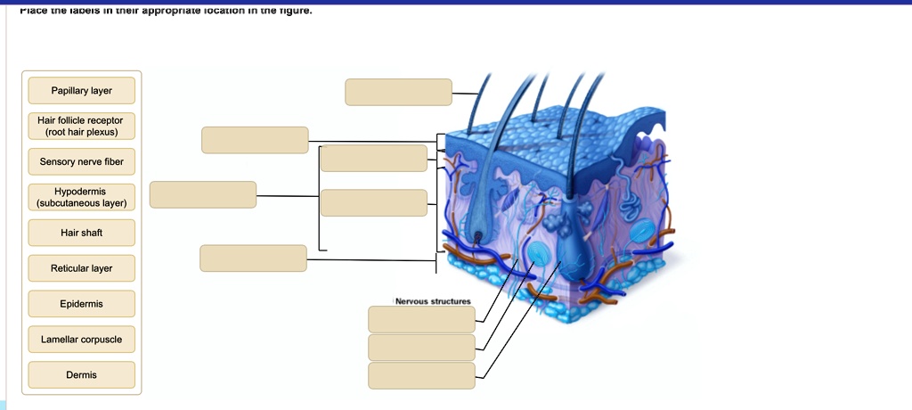 place the labels in their appropriate location in the figure papillary ...