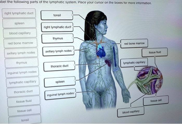 SOLVED: bel the tollowing parts ot the lymphatic system. Place your ...
