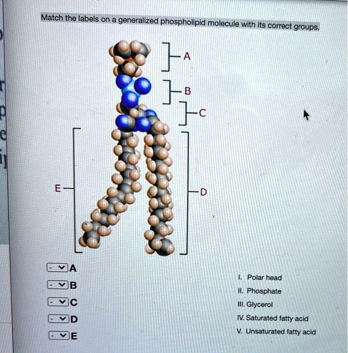 SOLVED: Match the labels on generalized phospholipid molecule with its ...