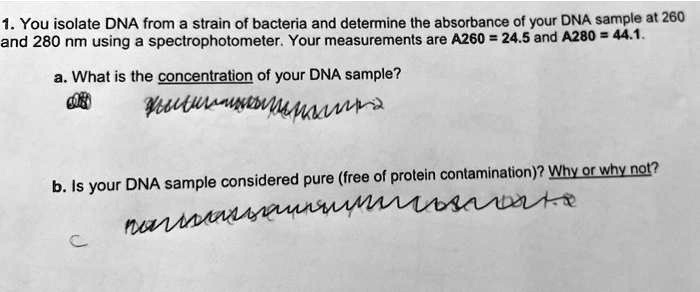 SOLVED: please show calculations for 1a 1. You isolate DNA from a ...