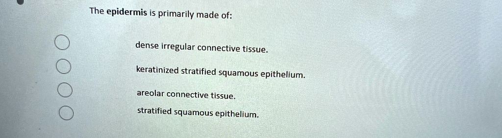 the epidermis is primarily made of dense irregular connective tissue ...