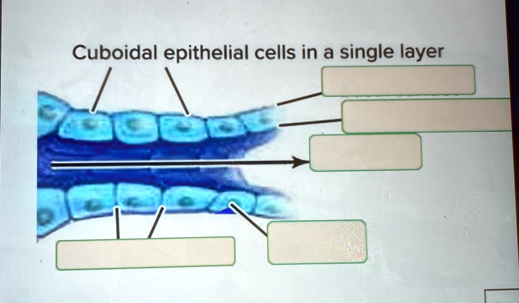 identify location ider loci label the image nucleus basal cells and ...