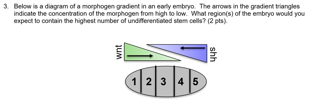 Solved Below Is A Diagram Of A Morphogen Gradient In An Early Embryo