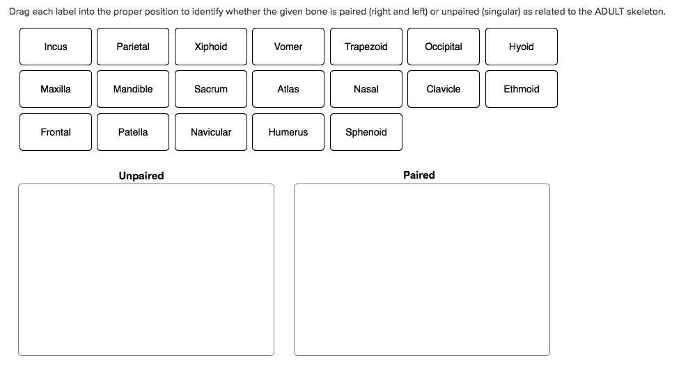 drag each label into the proper position to identify whether the given bone is paired right and ...