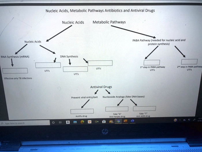 nucleic acids metabolic pathways antibiotics and antiviral drugs ...