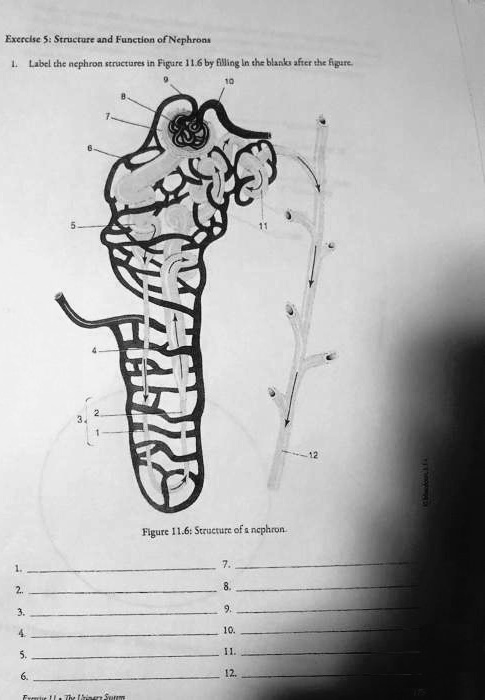 SOLVED: Exercise 5: Structure and Function of Nephrons Label the nephron structures in Figure 11 ...