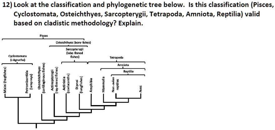 SOLVED:12) Look at the classification and phylogenetic tree below: Is ...
