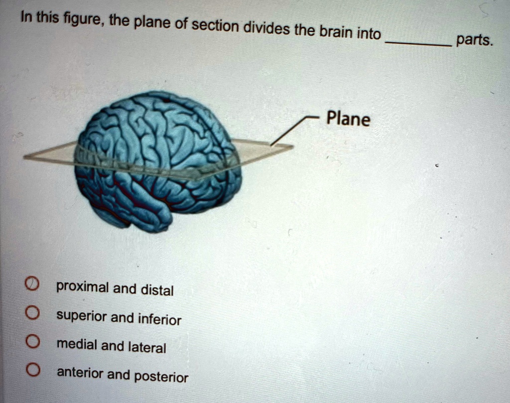 in this figure the plane of section divides the brain into parts ...