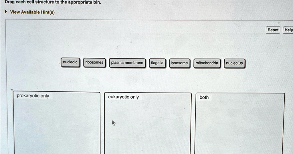SOLVED: Drag each cell structure to the appropriate bin. View Available Hint(s) ribosomes ...