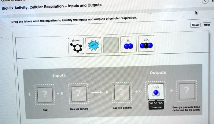 SOLVED: Activity: Cellular Respiration Inputs and Outputs BioFlix Identity the Inputs and ...