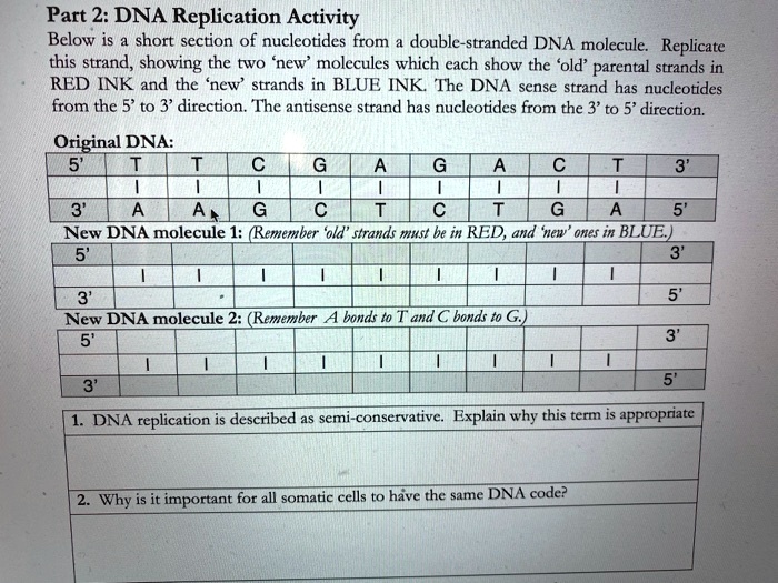 SOLVED: Part 2: DNA Replication Activity Below is a short section of ...