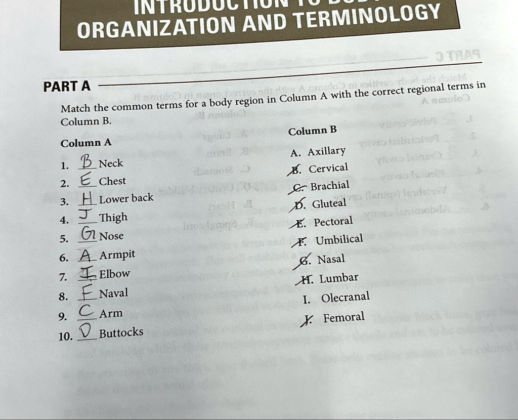 organization and terminology part a match the common terms for a body ...