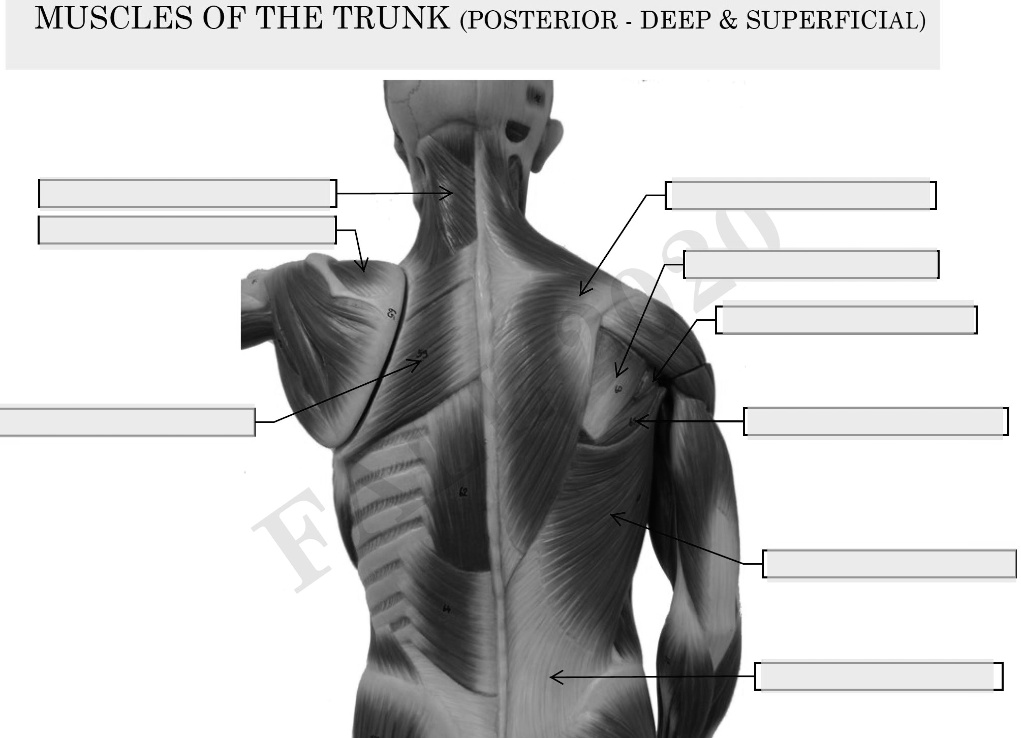 SOLVED: MUSCLES OF THE TRUNK (POSTERIOR - DEEP SUPERFICIAL)