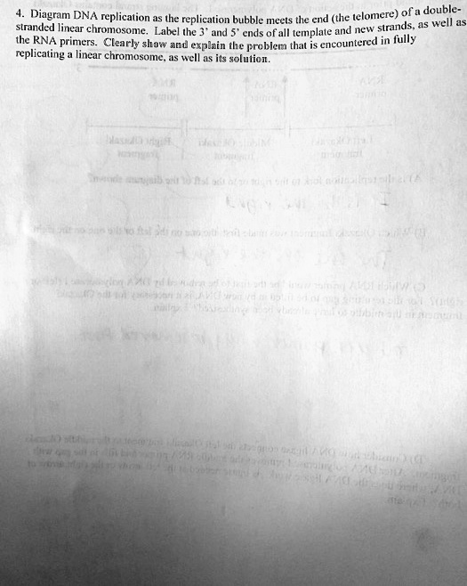 SOLVED: Diagram DNA replication. The replication bubble meets the end ...