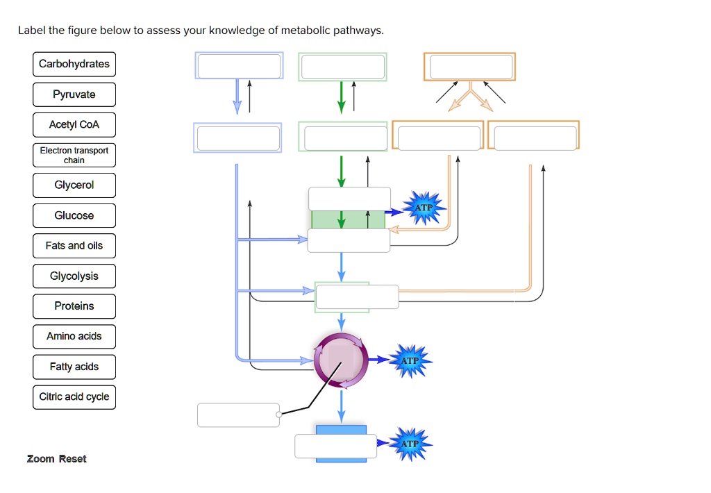 Label the figure below to assess your knowledge of metabolic pathways ...