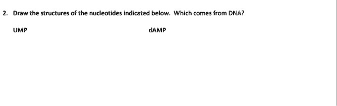 SOLVED: Draw the structures of the nucleotides indicated below. Which ...