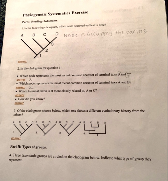 SOLVED: Phylogenetic Systematics Exercise Fan (Reading cladogram: which mark occurred earliest ...
