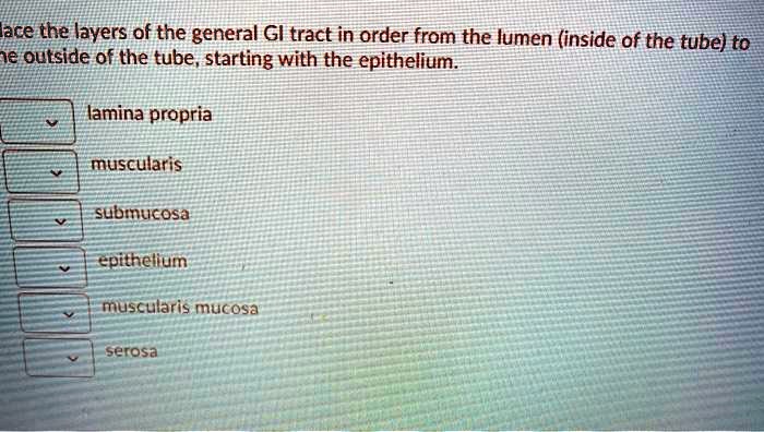 ace the layers of the general gi tract in order from the lumen inside ...
