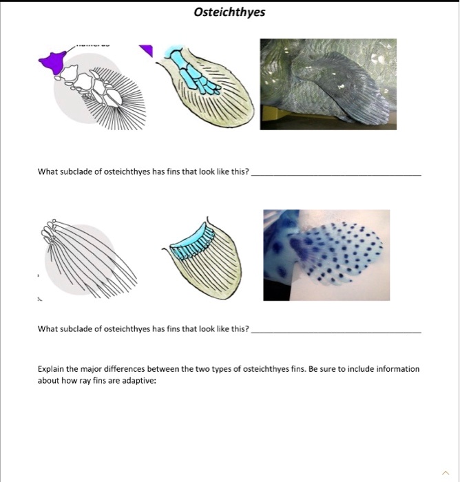 Osteichthyes What subclade of osteichthyes has fins that look like this ...