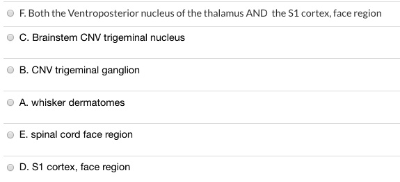 SOLVED: F Both the Ventroposterior nucleus of the thalamus AND the S1 ...